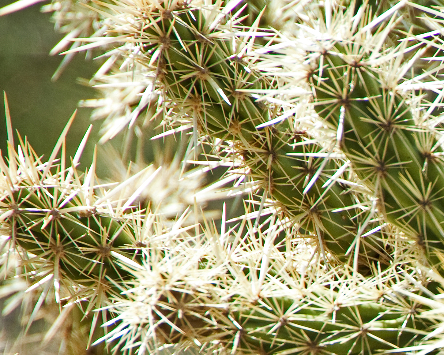 Zion Cactus | Shutterbug